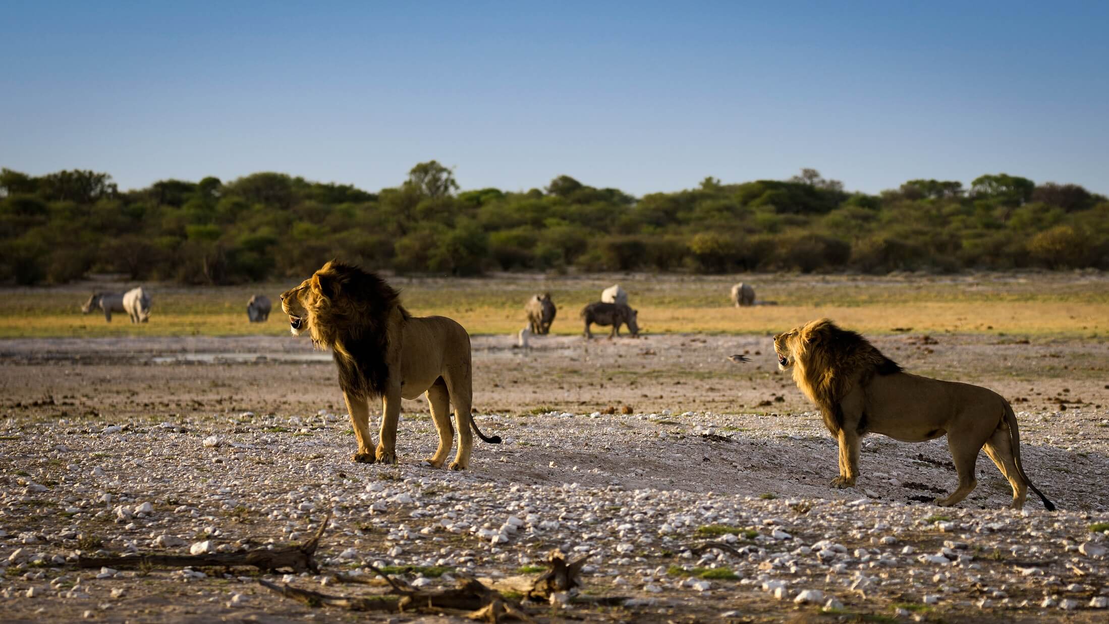 Adventure Safari Africa | Gallery | Working with Wildlife